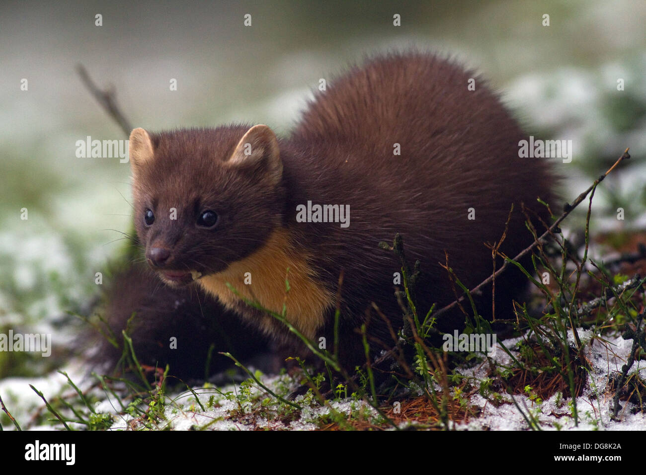 European pine marten snow hi-res stock photography and images - Alamy