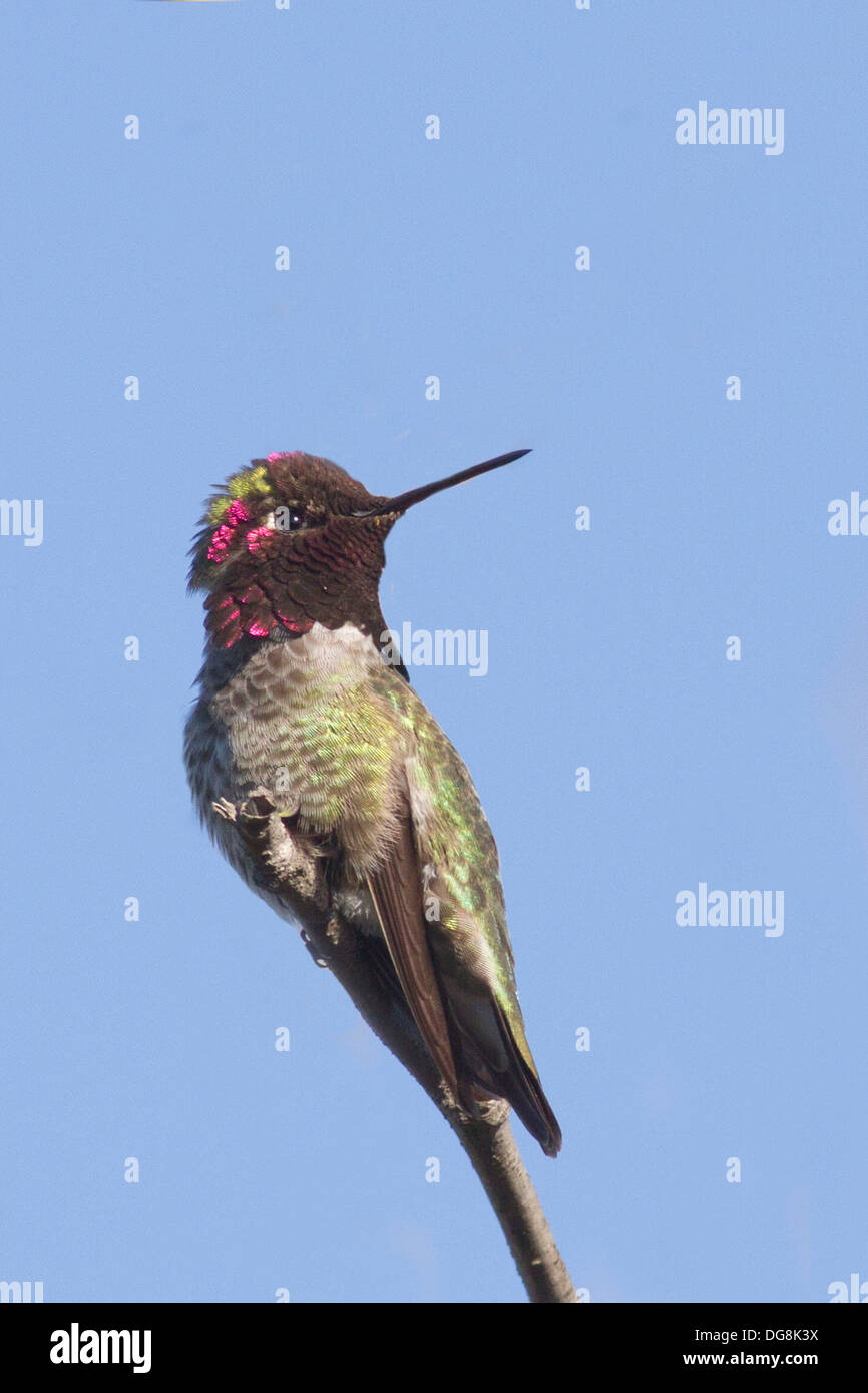 Anna marsh hi-res stock photography and images - Alamy