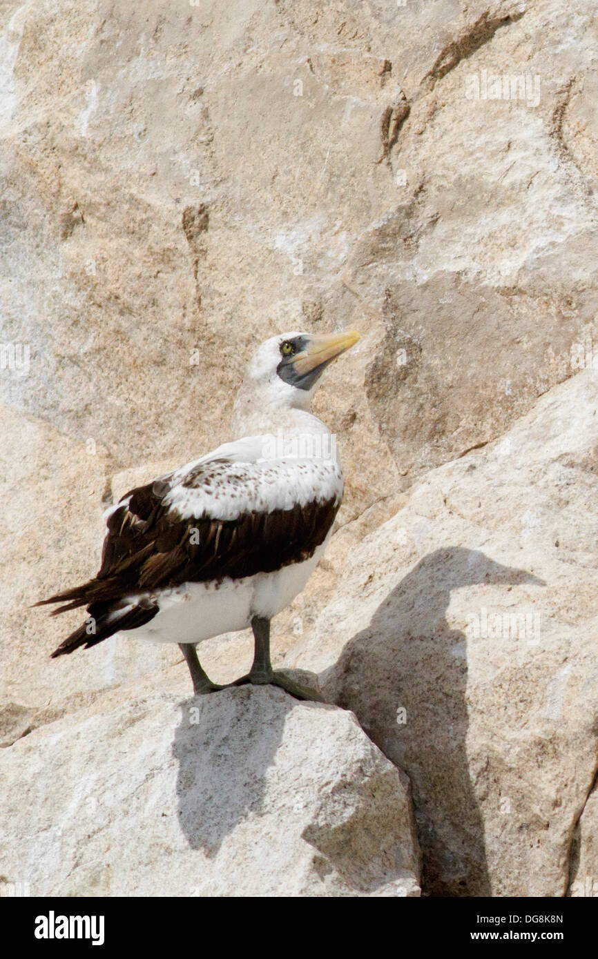 Perced hi-res stock photography and images - Alamy