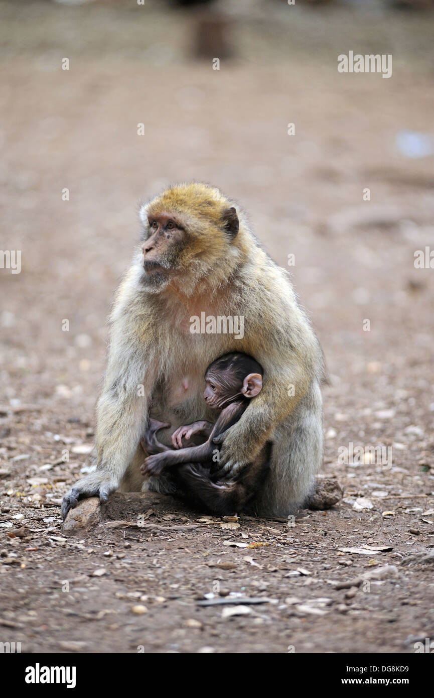 Barbary macaque atlas cedar forest hi-res stock photography and images ...