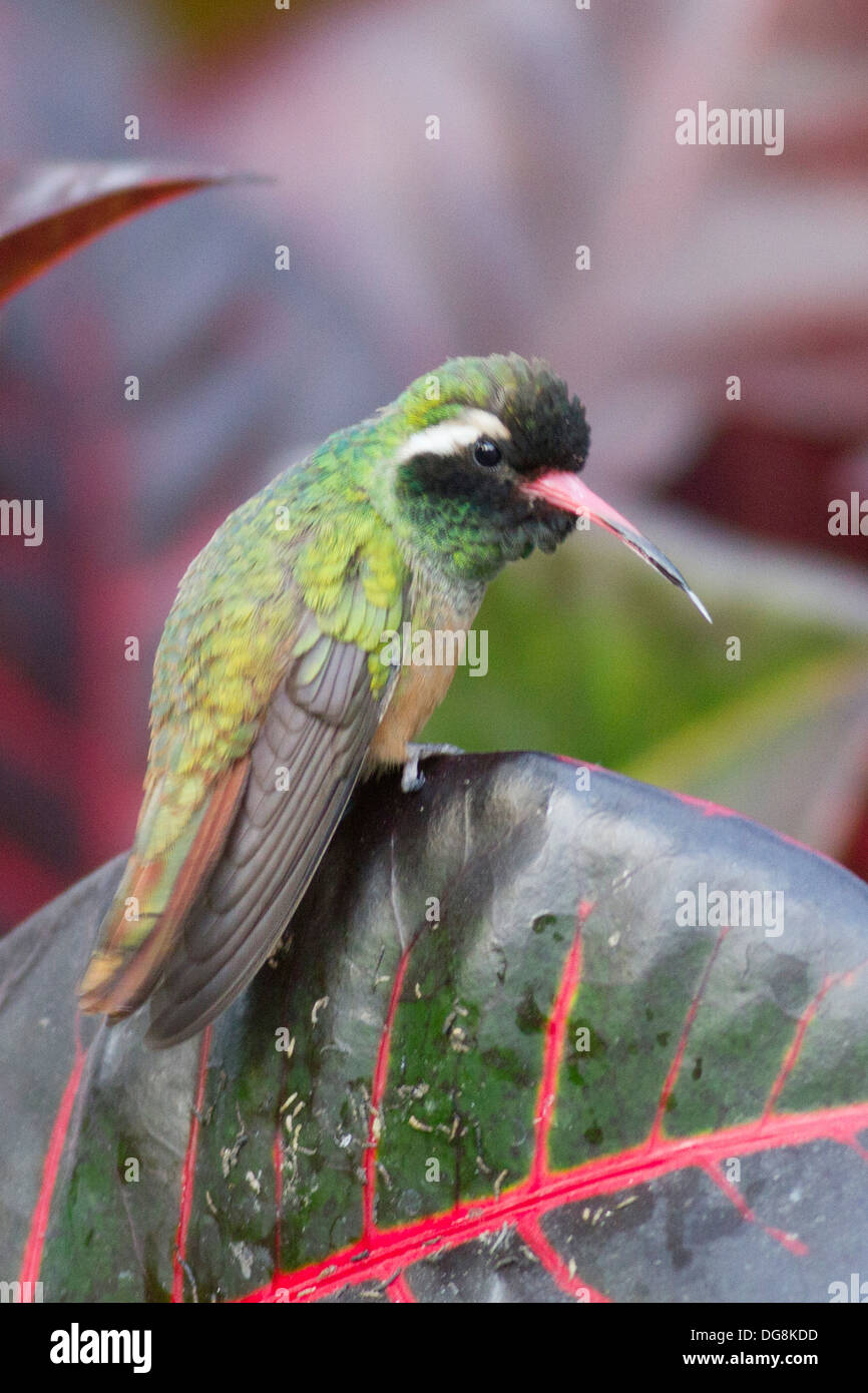 Xantus hummingbird hi-res stock photography and images - Alamy