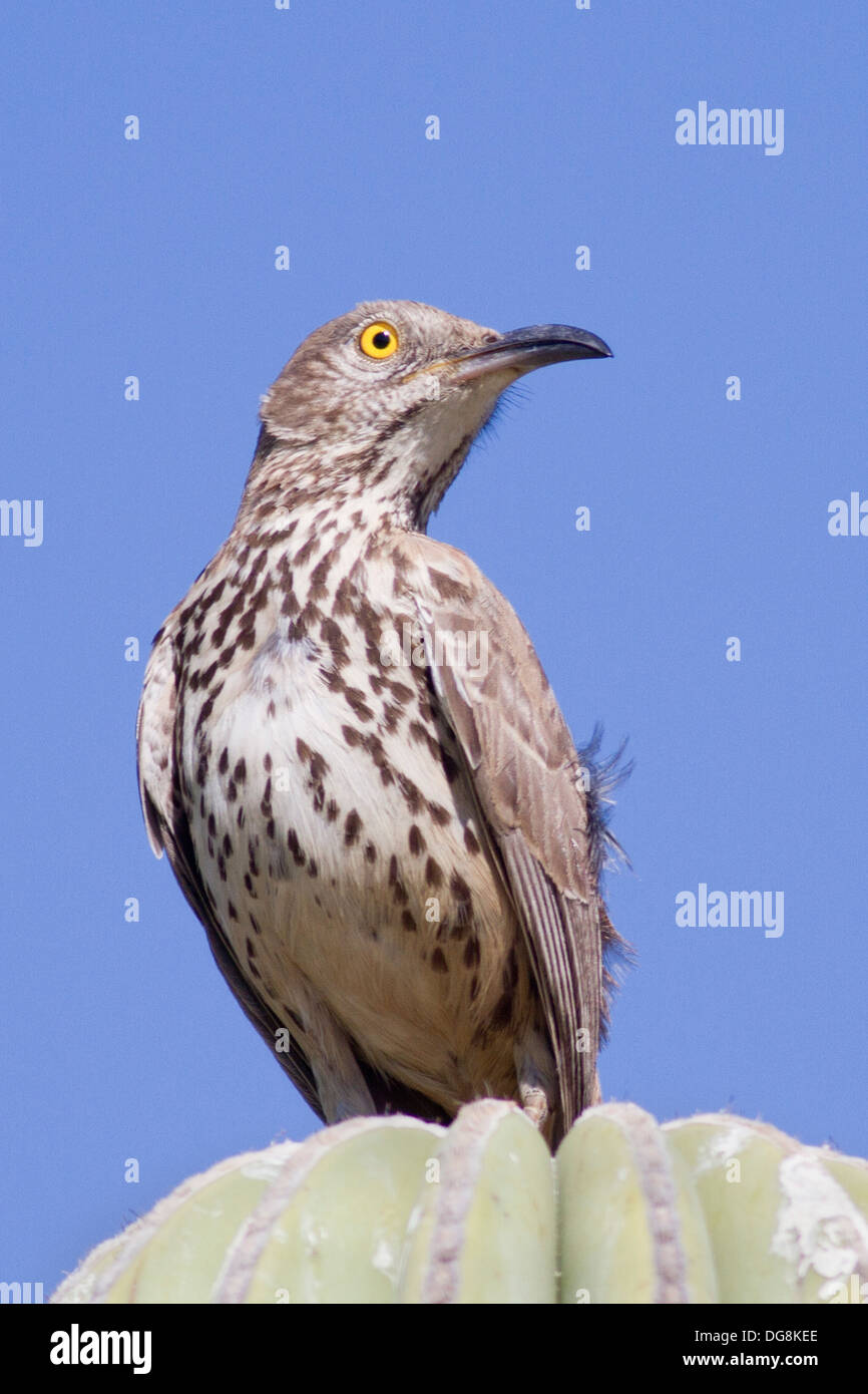 Grey thrasher hi-res stock photography and images - Alamy