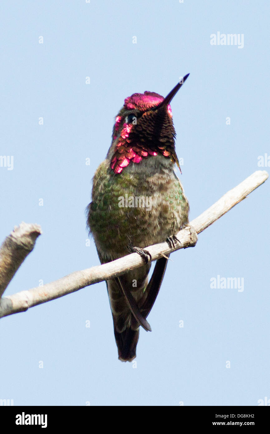 Coloration species hi-res stock photography and images - Alamy