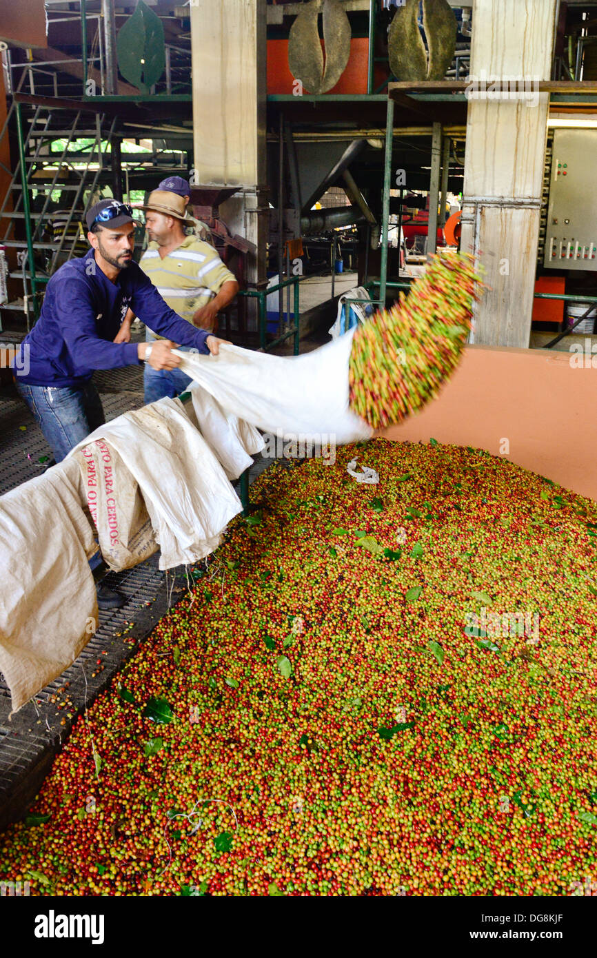 Coffee being emptied into a retaining bin for sorting Stock Photo - Alamy