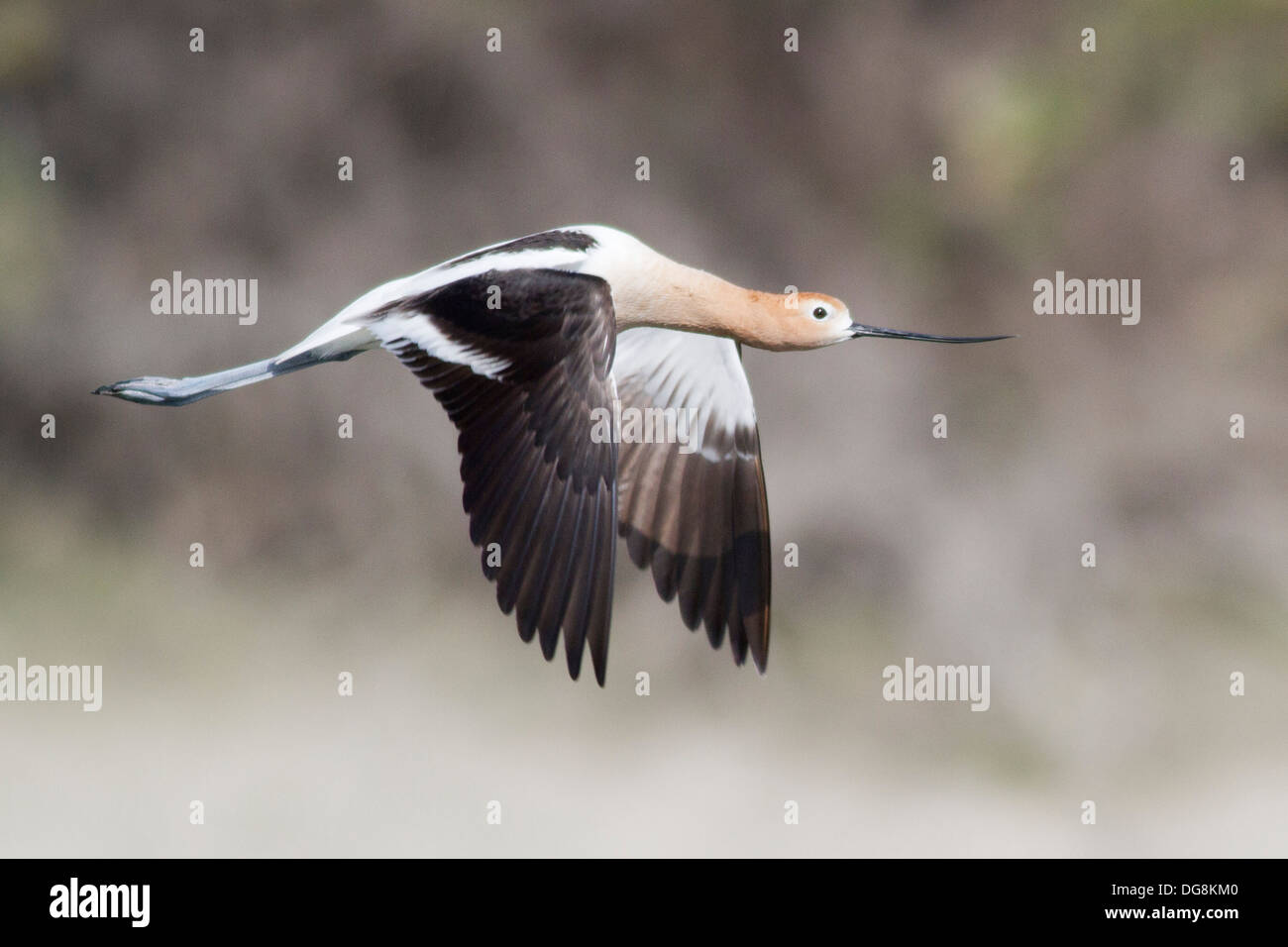 American Avocet in breeding colors flying.(Recurvirostra americana).San ...