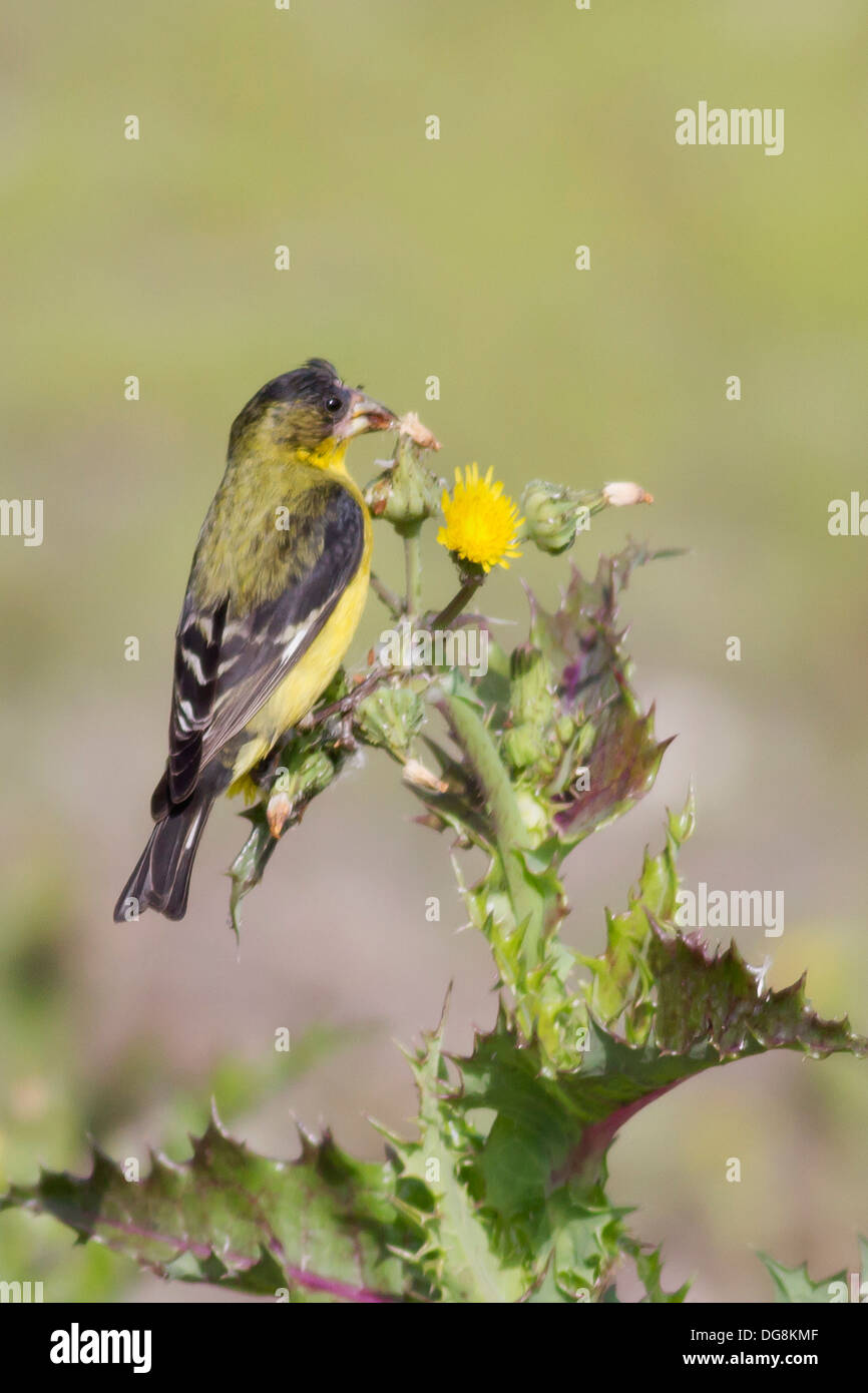 Lesser Goldfinch eating seeds.(Carduelis psaltria).San Joaquin Reserve ...