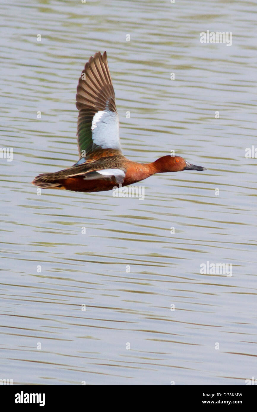 Cinnamon Teal Duck male in flight.(Anas cyanoptera).San Joaquin Reserve ...