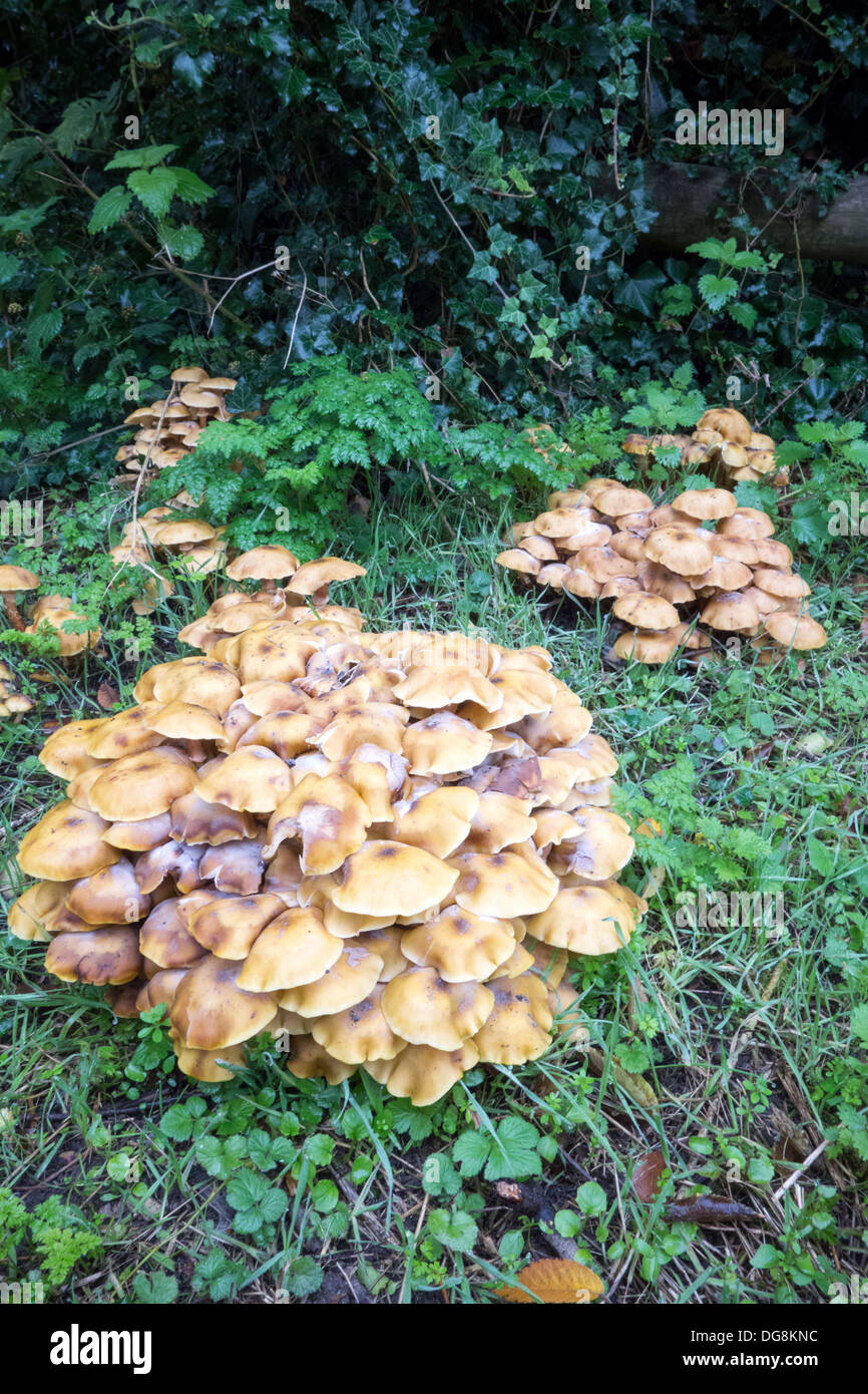 Woodland fungi: large bunches of wild toadstools growing in October ...
