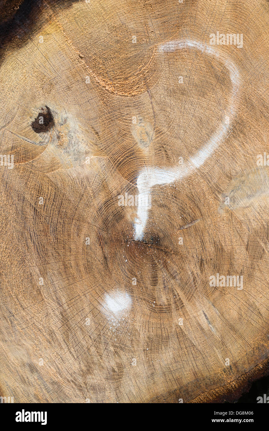 A white question mark painted on a tree cut for timber Stock Photo - Alamy
