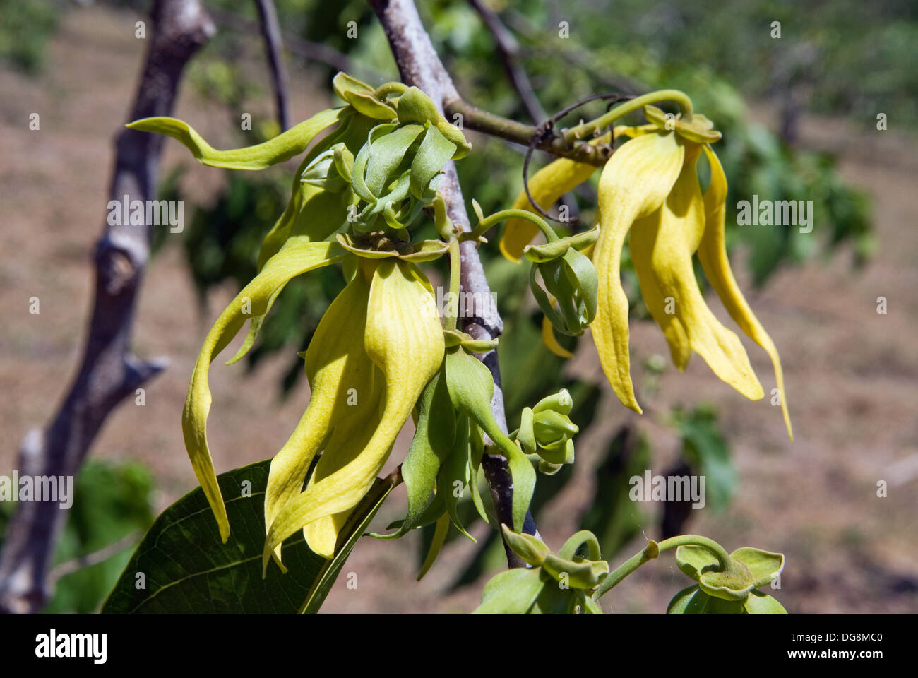 Flowers of cananga odorata hi-res stock photography and images - Alamy
