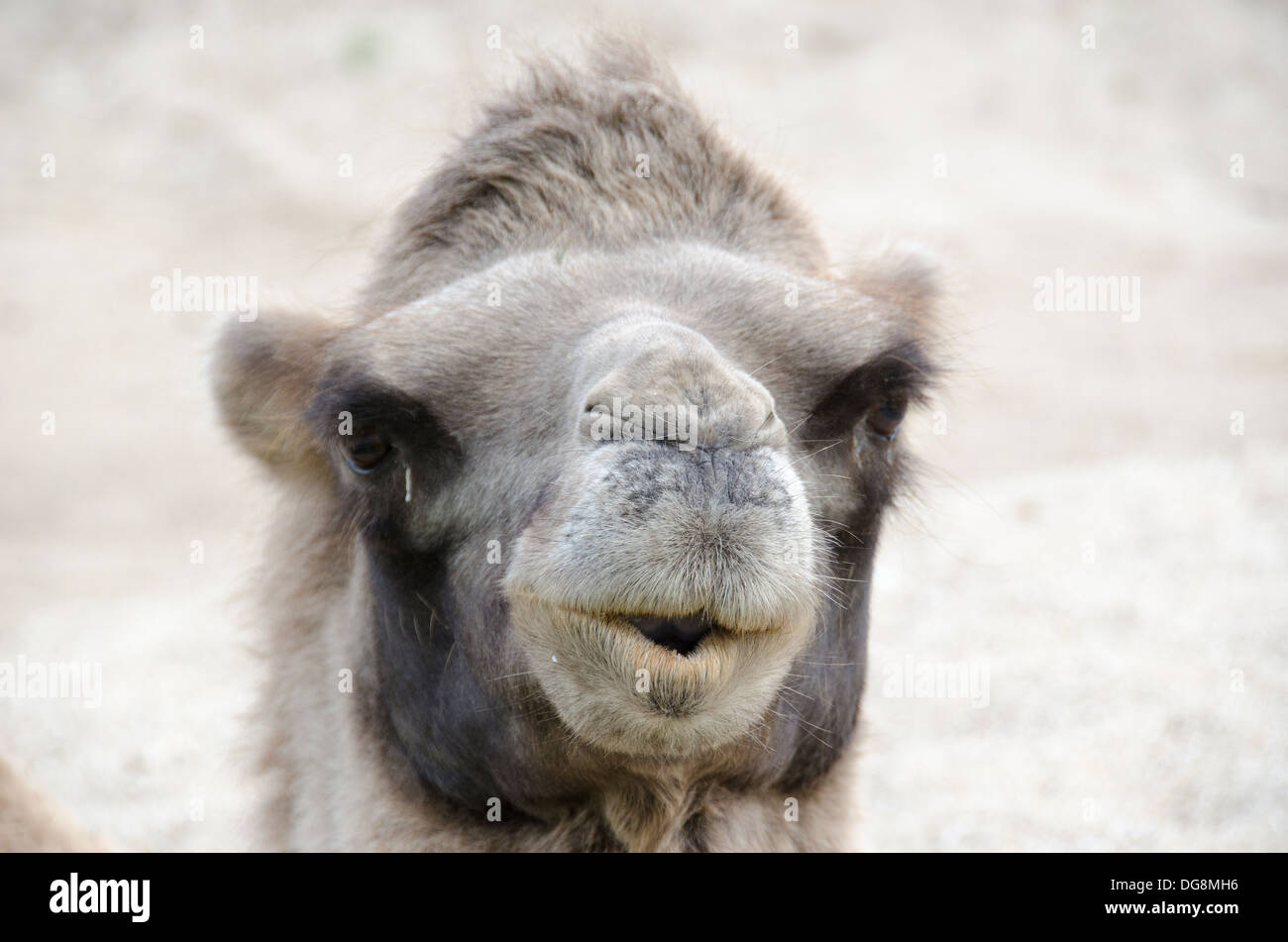 Bactrian camel camelus bactrianus large hi-res stock photography and ...