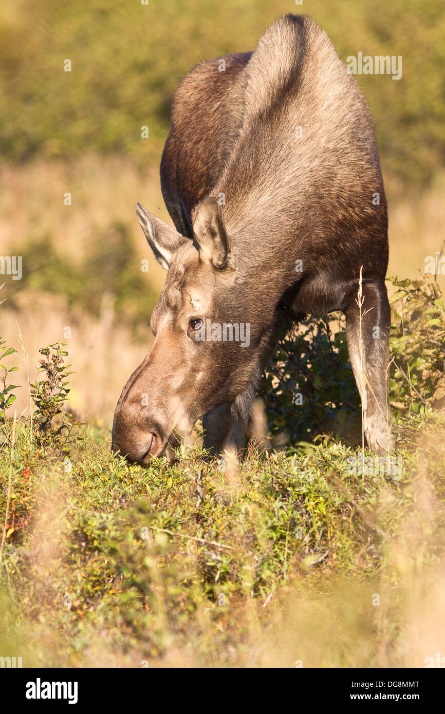 Female Moose during fall rut in Alaska Stock Photo: 61657480 - Alamy
