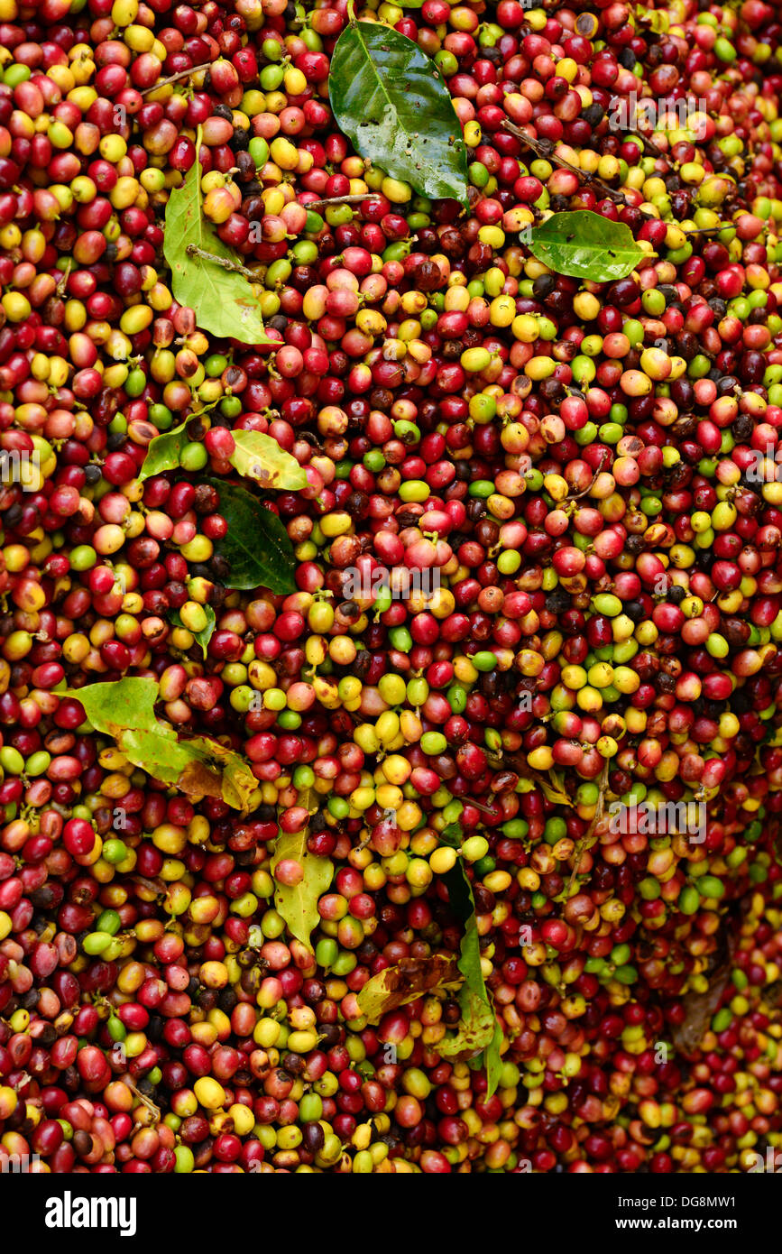Red coffee fruit hi-res stock photography and images - Alamy