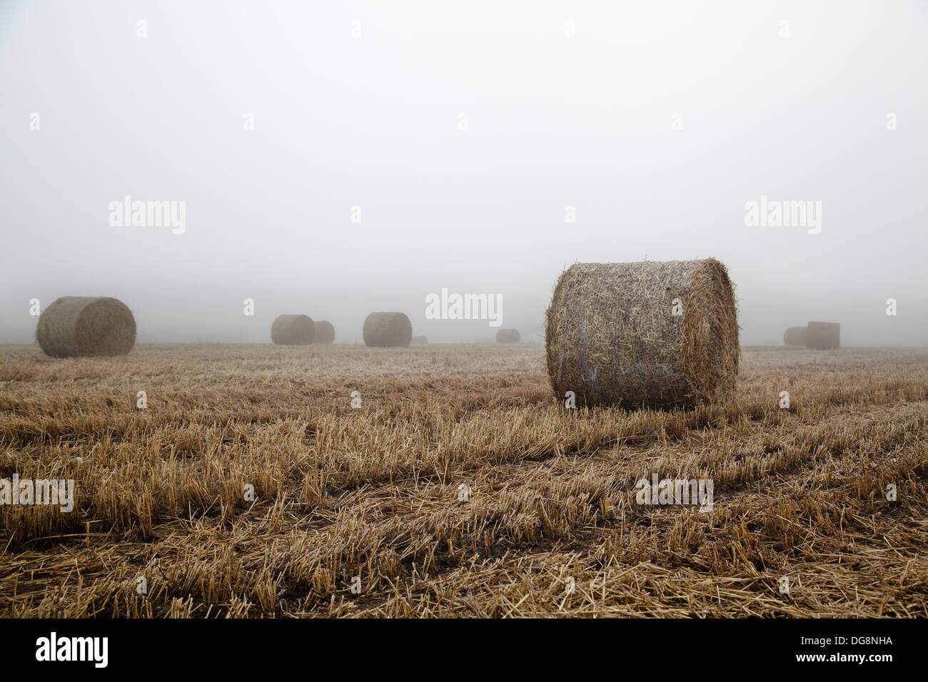 Fog basking hi-res stock photography and images - Alamy