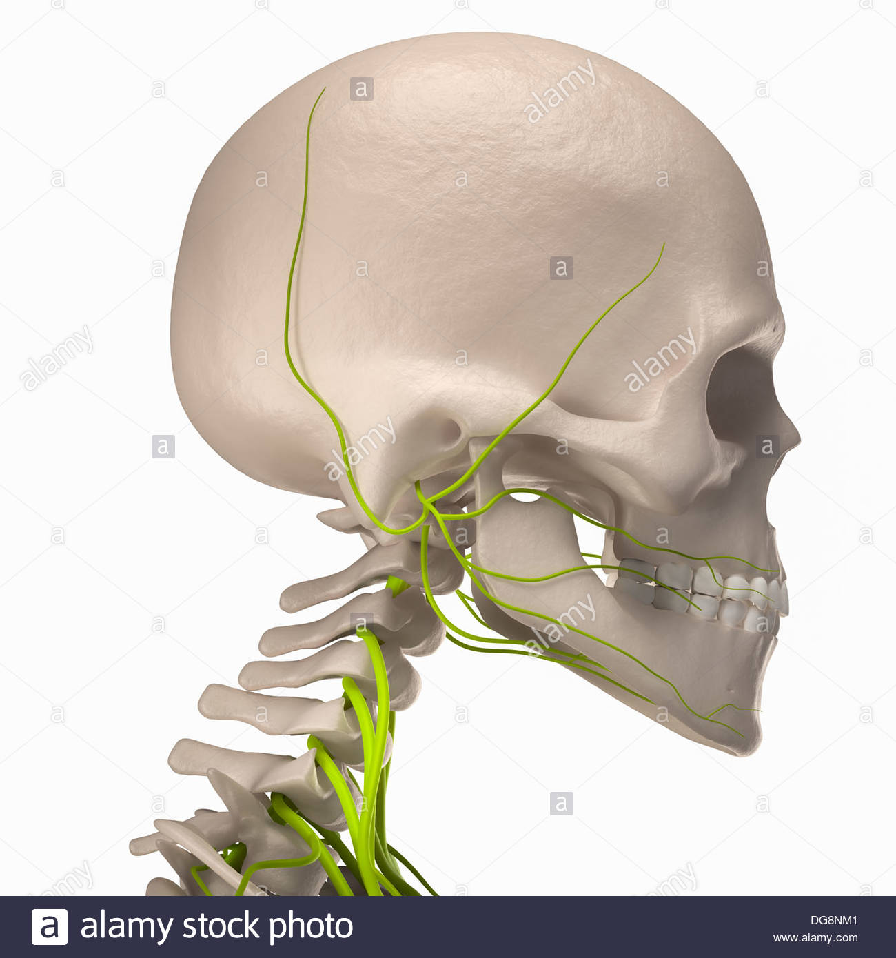 Cranium Dissection High Resolution Stock Photography and Images - Alamy