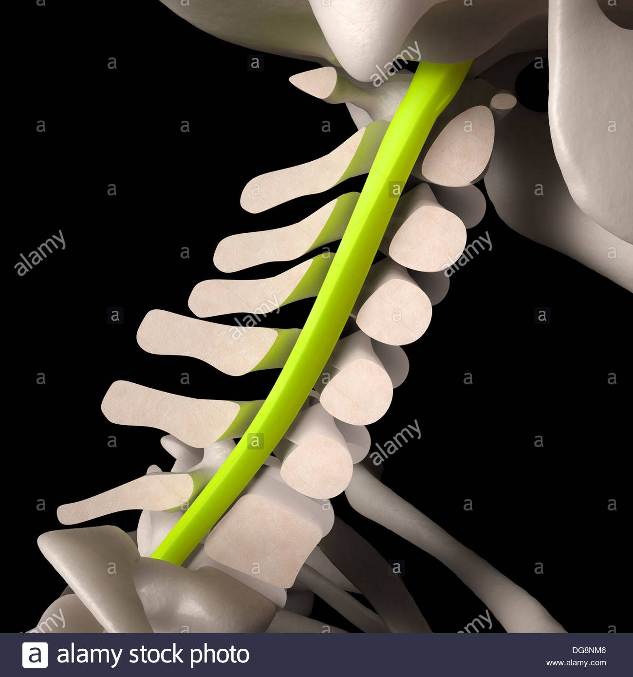 Human Spine Cross Section High Resolution Stock Photography and Images ...