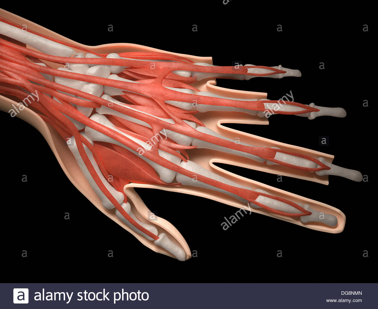 Pisiform Bone Stock Photos & Pisiform Bone Stock Images - Alamy