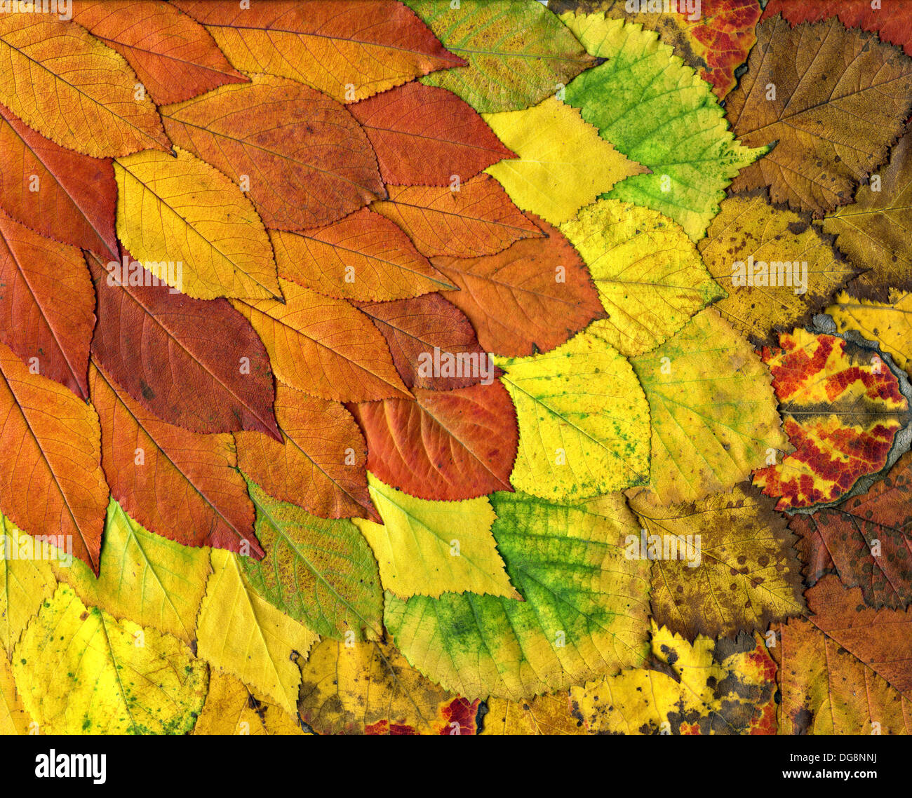 Colorful background of autumn leaves Stock Photo - Alamy