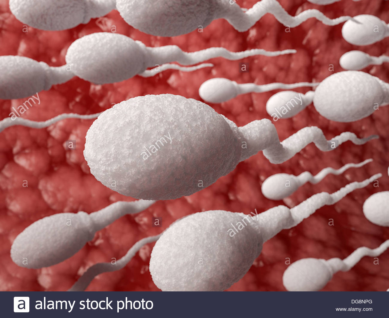 Spermatozoa High Resolution Stock Photography and Images - Alamy
