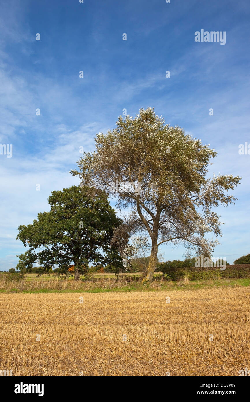 A white poplar and oak tree by a stubble field in the farming landscape ...