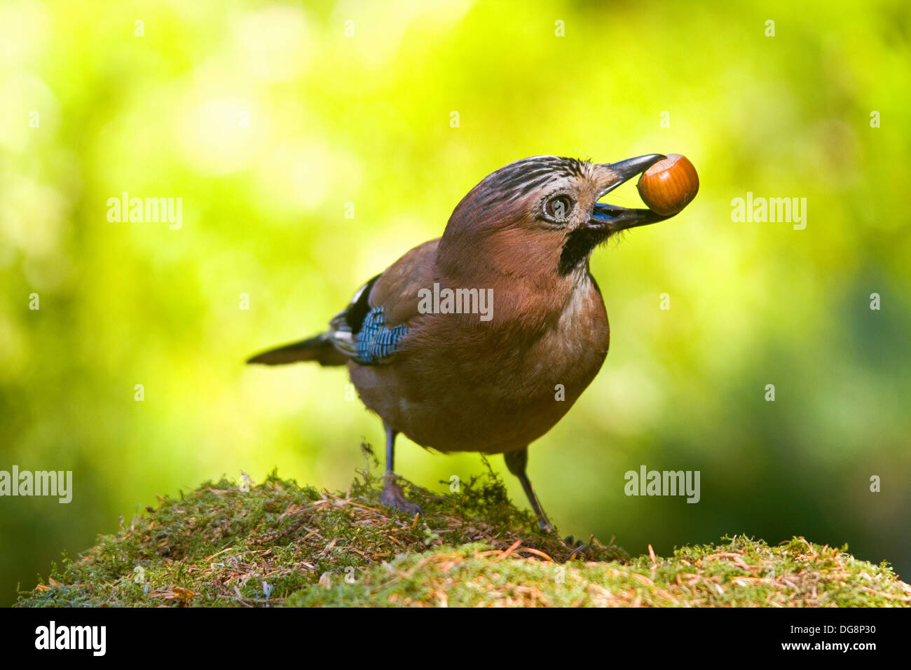Ravensdale forest hi-res stock photography and images - Alamy