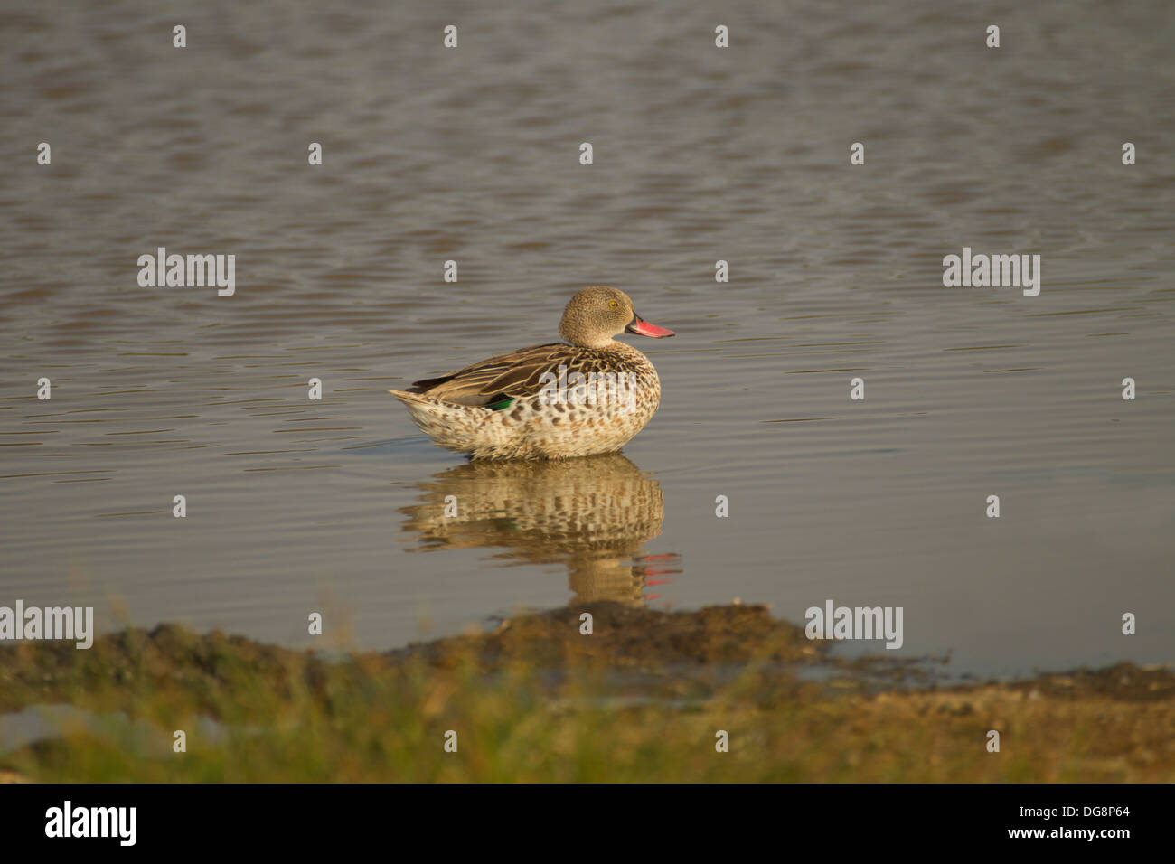 African birds serengeti birds hi-res stock photography and images - Alamy