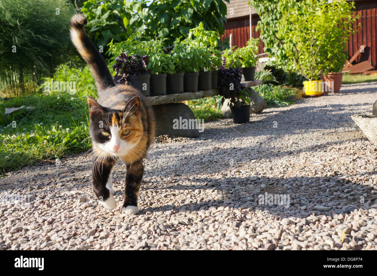 Cat walk hi-res stock photography and images - Alamy