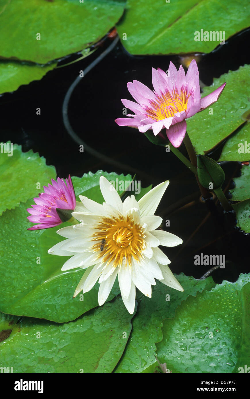 Fleur Lily Stock Photos & Fleur Lily Stock Images - Alamy