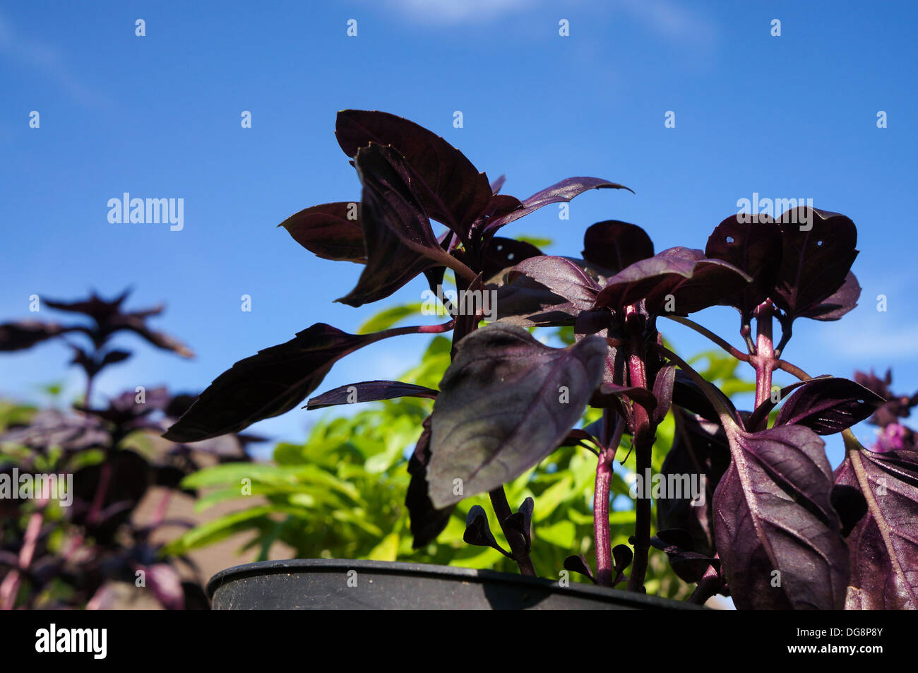 Purple basil hi-res stock photography and images - Alamy
