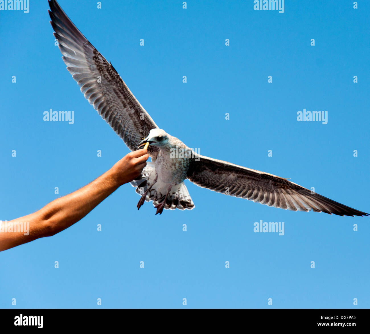 Seagull taking the snack from the man hand Stock Photo - Alamy