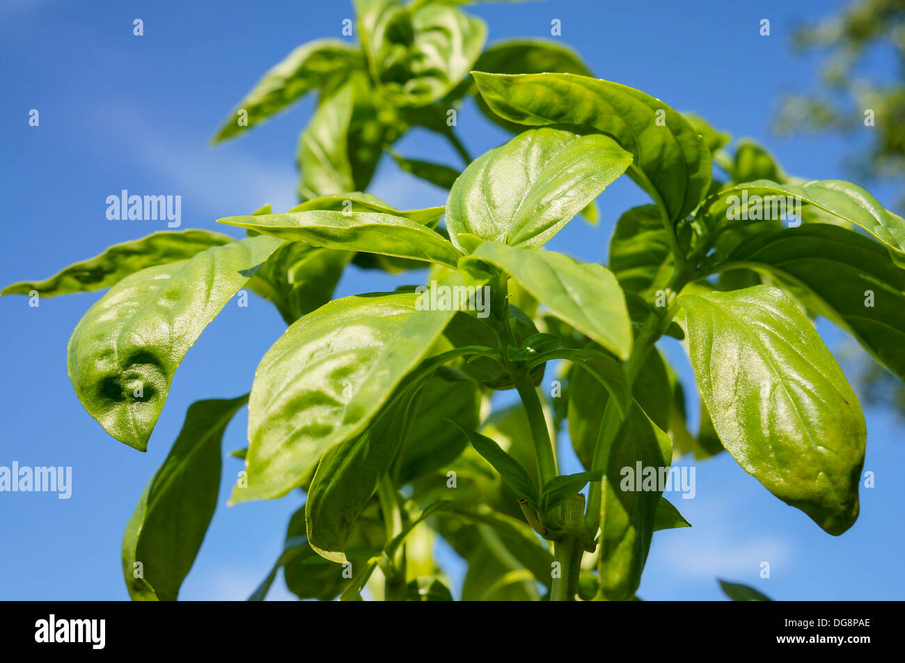 Basil plant hi-res stock photography and images - Alamy