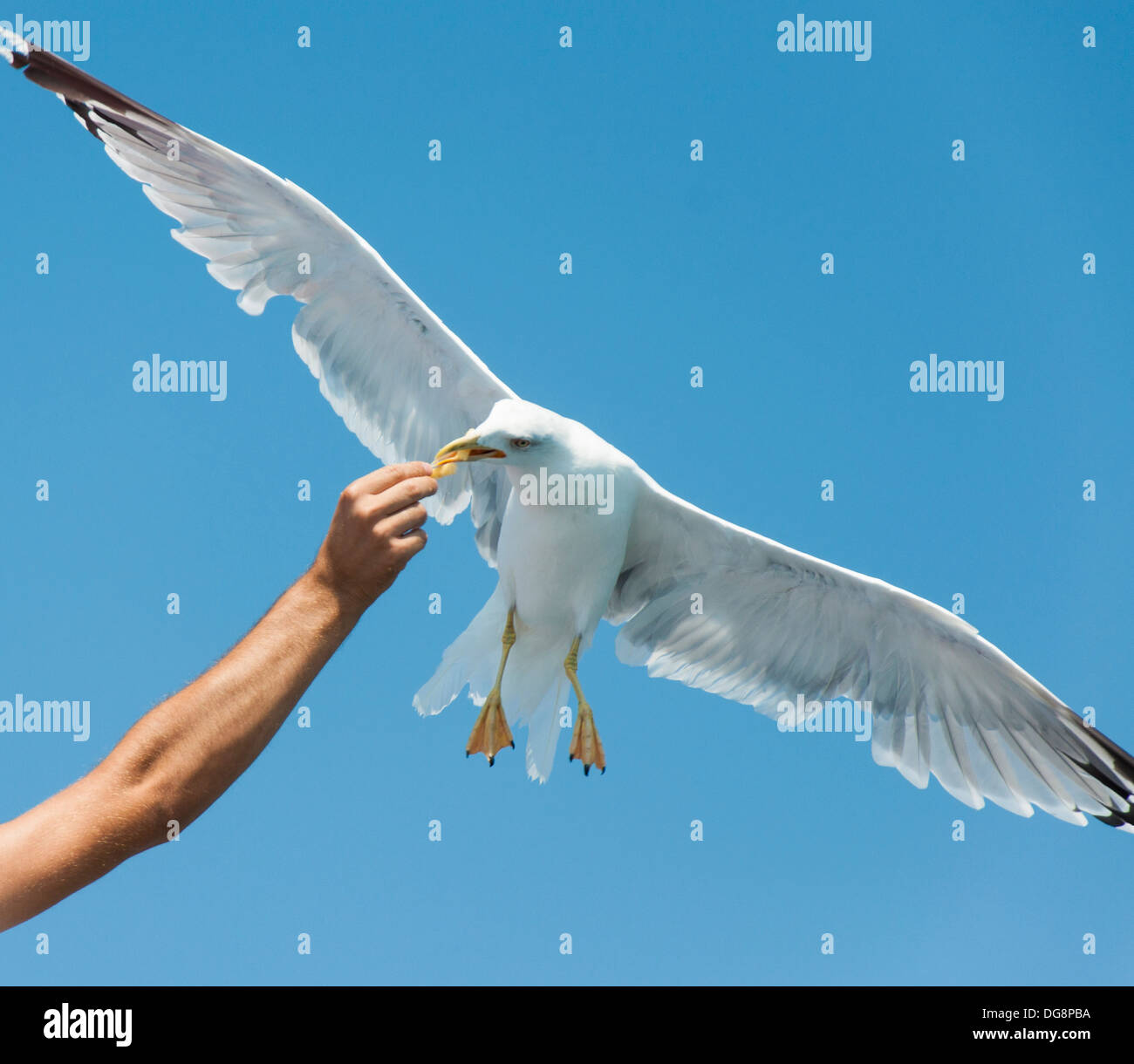 Seagull taking the snack from the man hand Stock Photo - Alamy