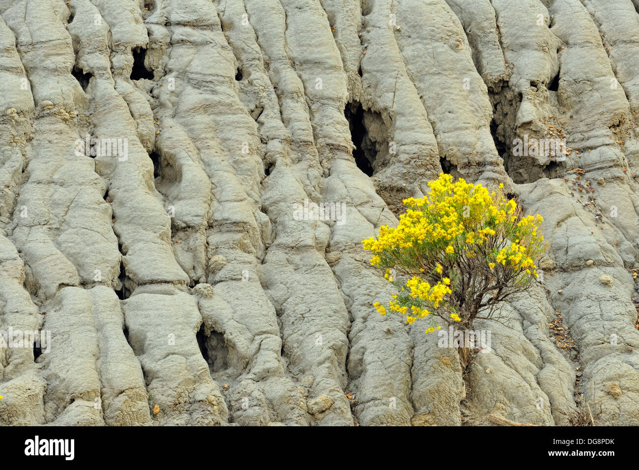 Rabbitbrush hi-res stock photography and images - Alamy