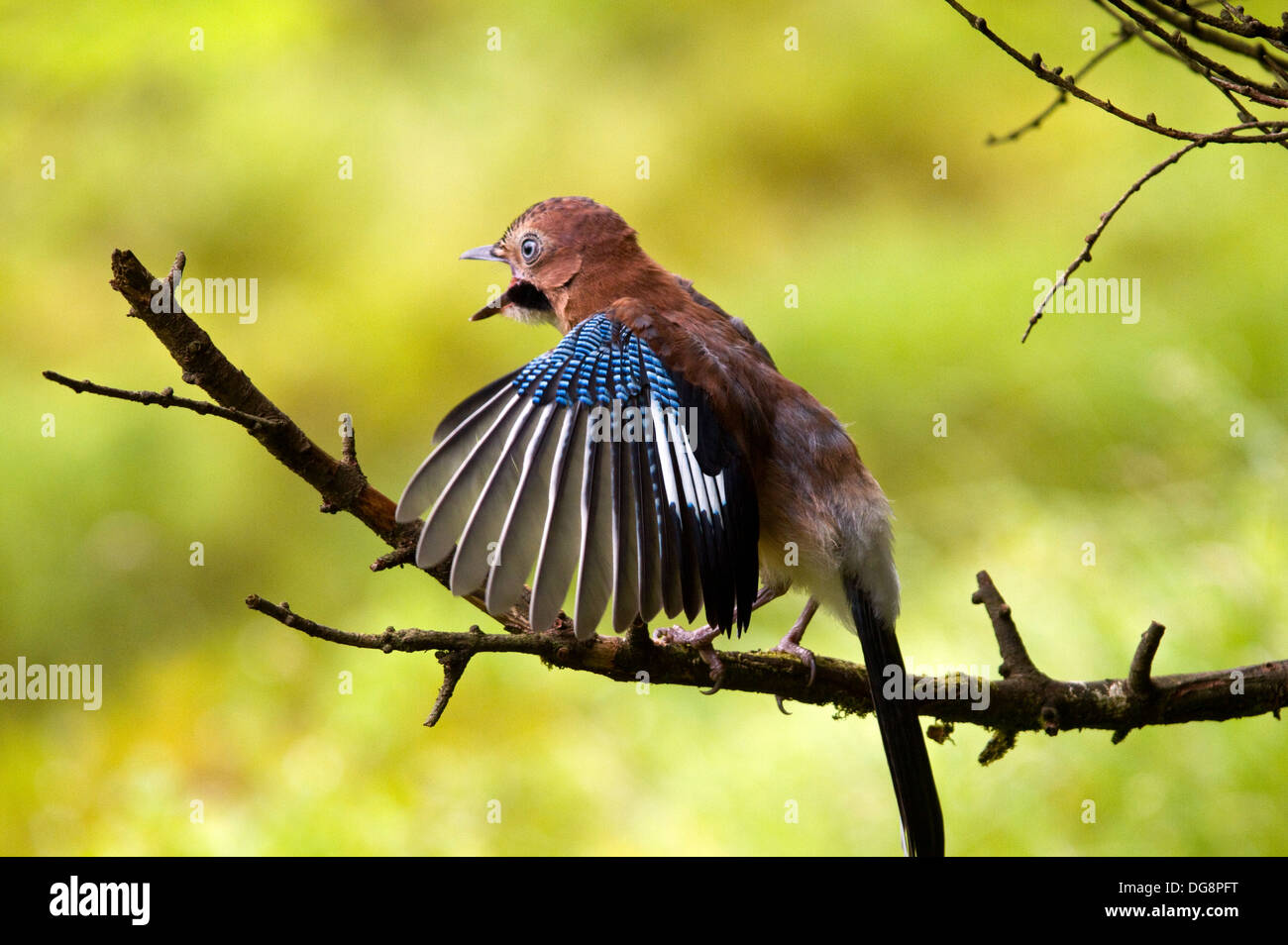 European jay in flight hi-res stock photography and images - Alamy