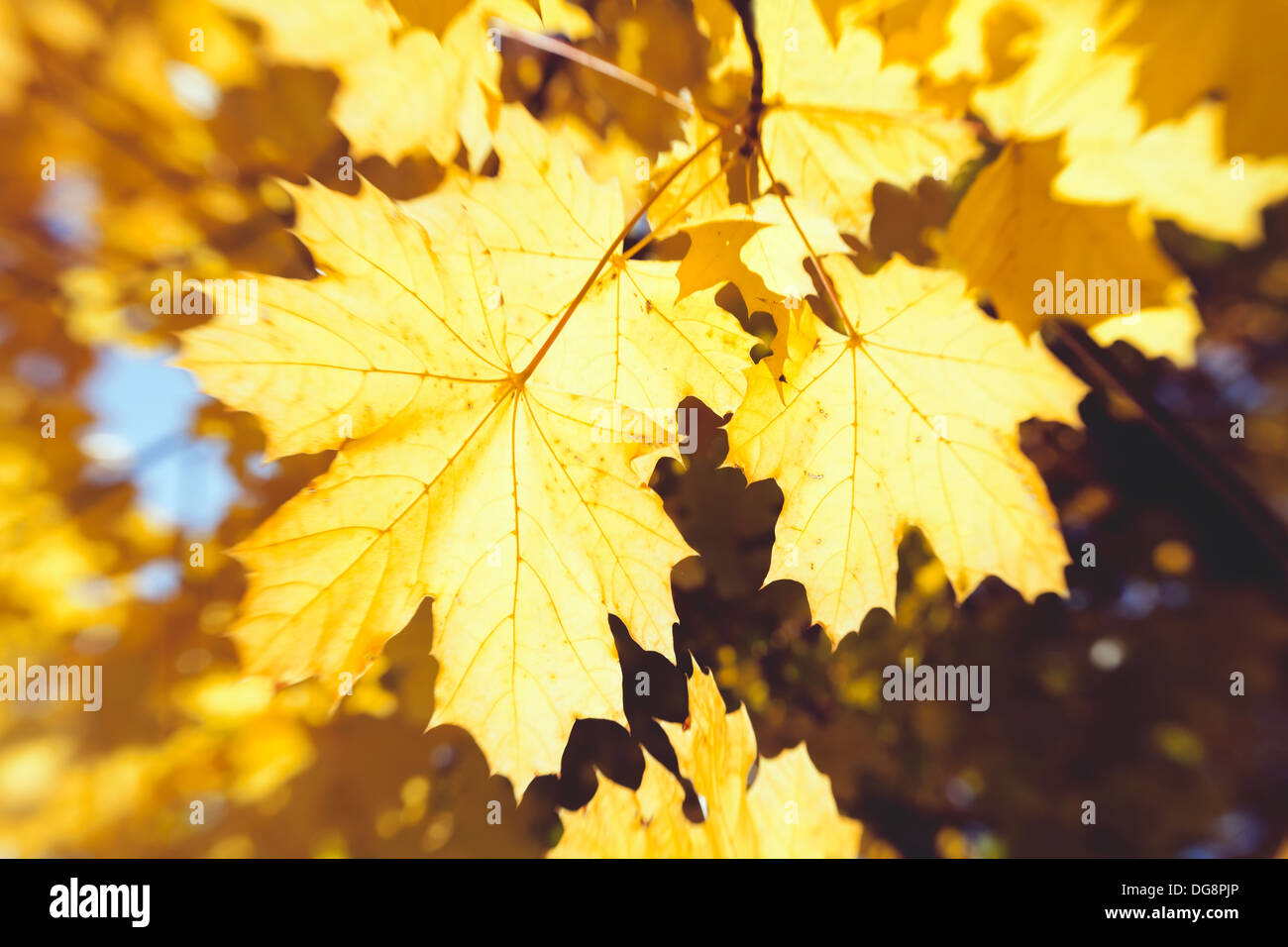 autumn maple leaves shiny blur Stock Photo - Alamy
