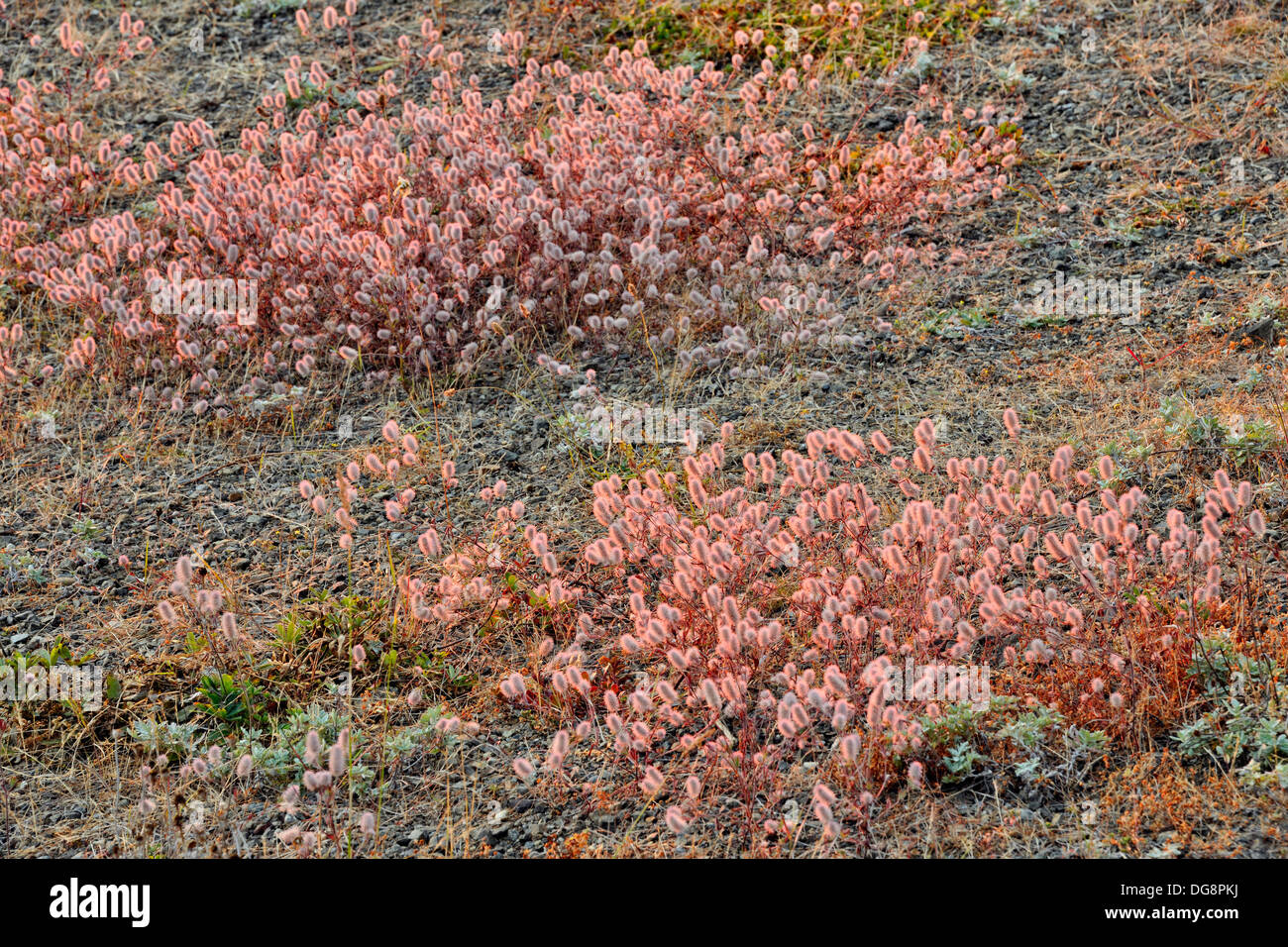 Hare'sfoot clover Trifolium arvense Flowering colonies road to ...