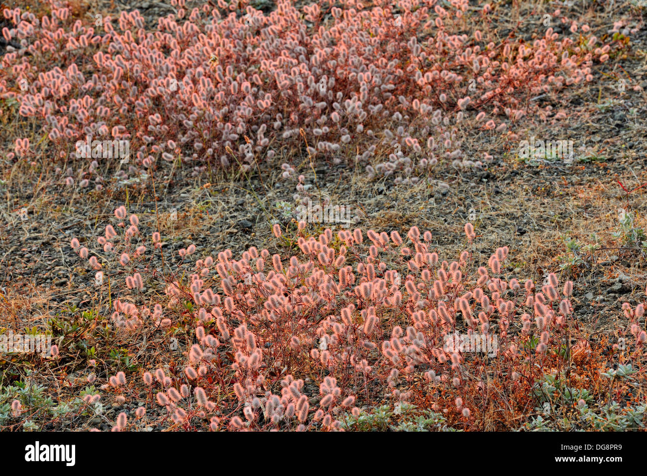 Invasive species olympic national park hi-res stock photography and ...