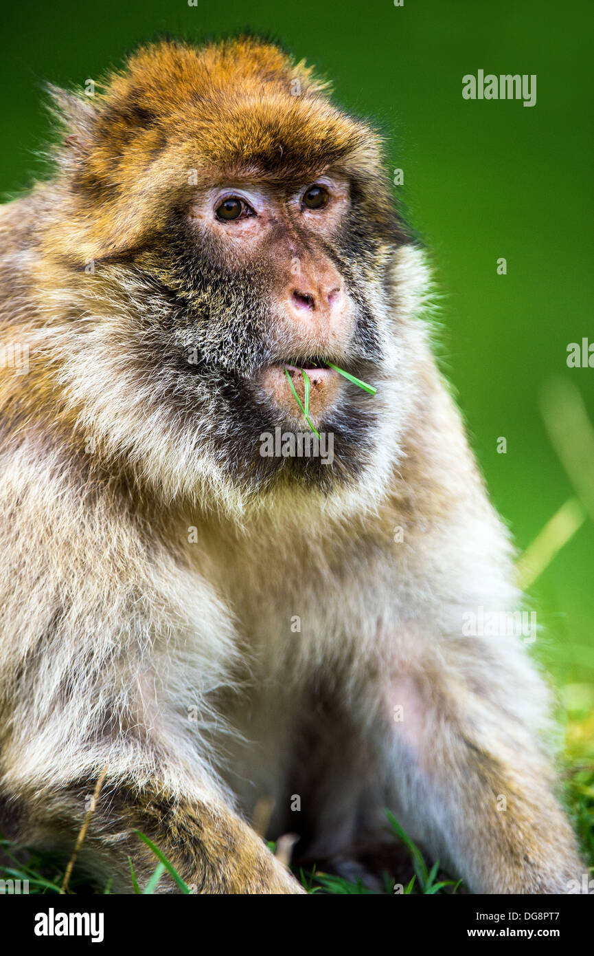 Barbary hi-res stock photography and images - Alamy