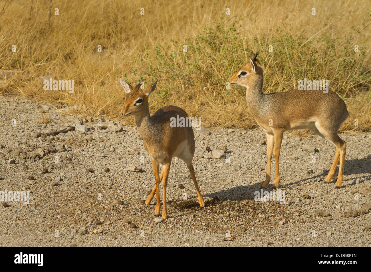 Gazelle migration hi-res stock photography and images - Alamy