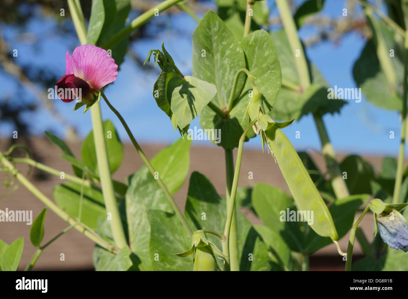 Tall-growing sugar peas Stock Photo - Alamy