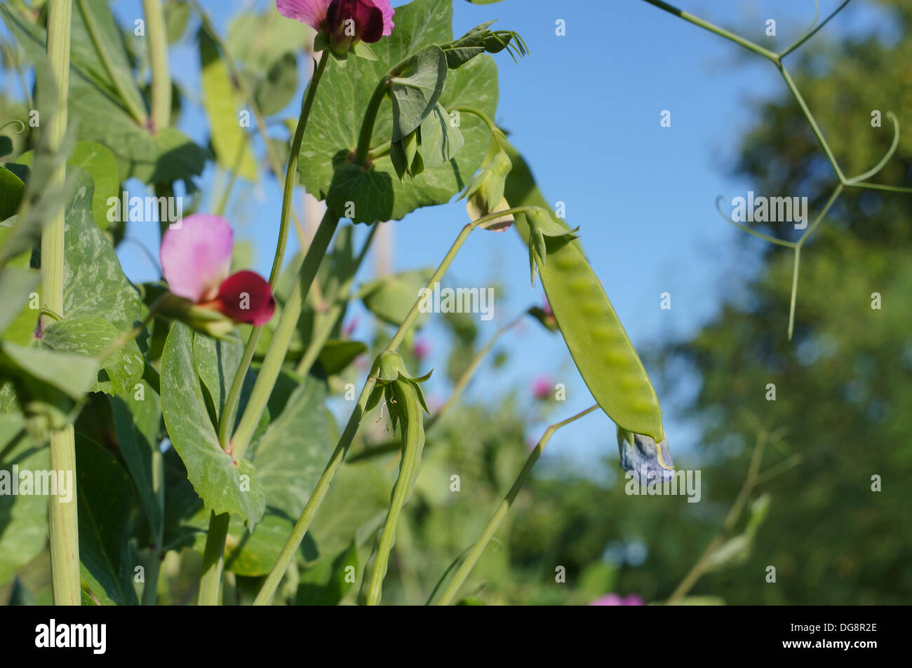 Tall-growing sugar peas Stock Photo - Alamy