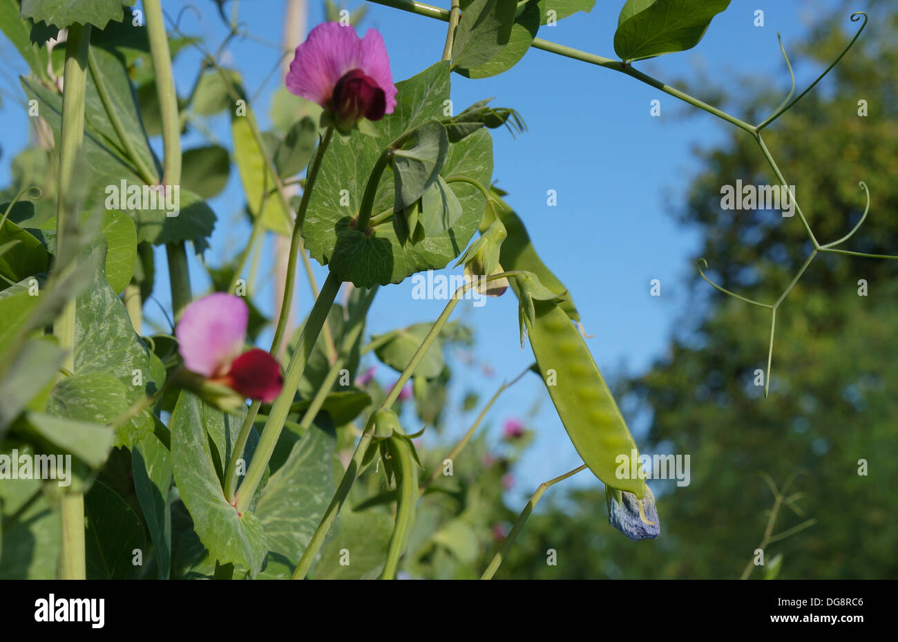 Tall-growing sugar peas Stock Photo - Alamy