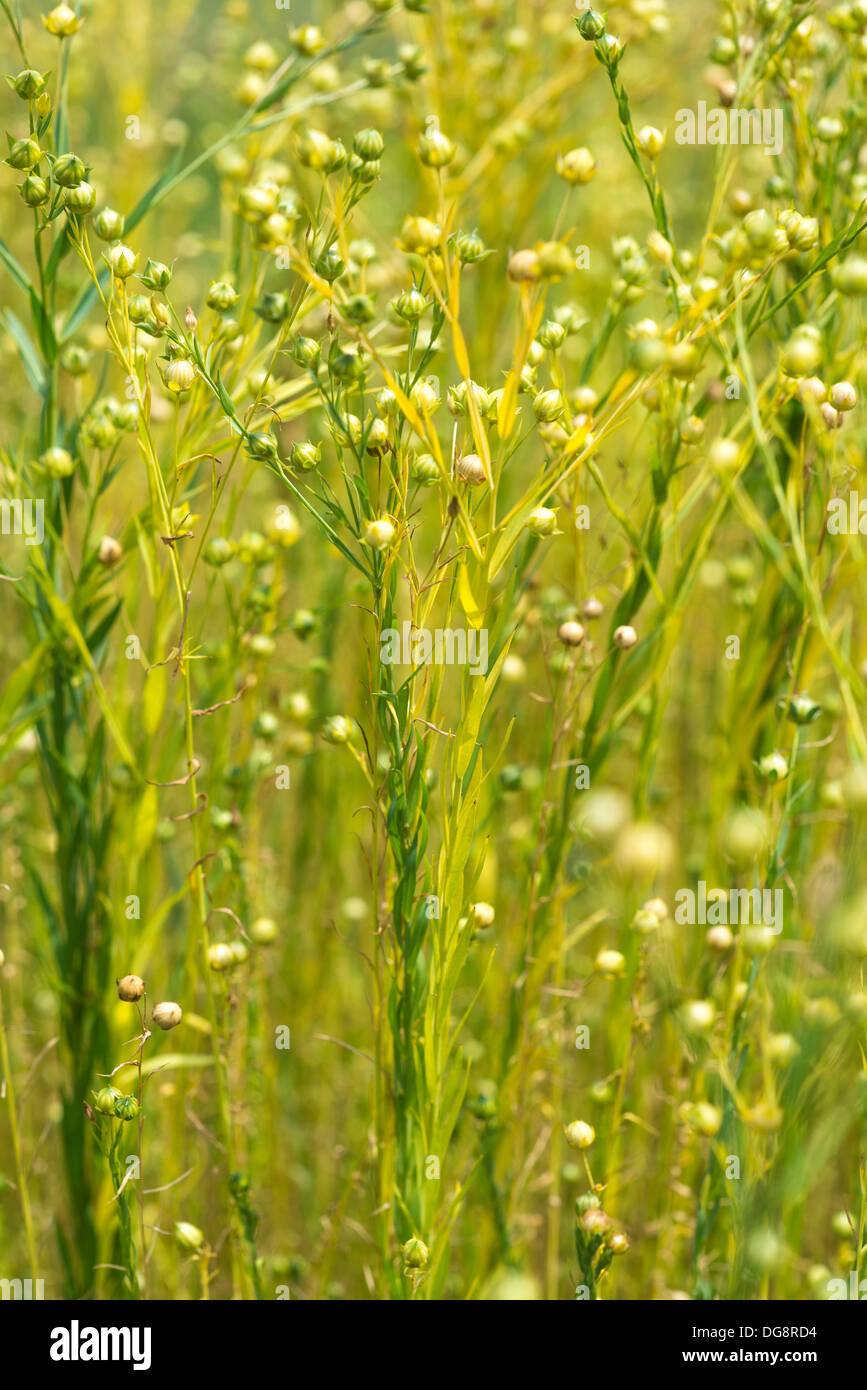 Growing of flax hi-res stock photography and images - Alamy