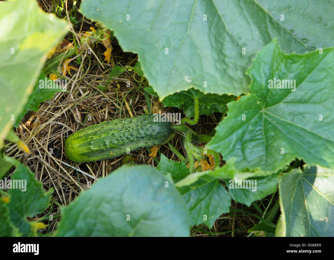 Cucumber plant on the ground Stock Photo - Alamy