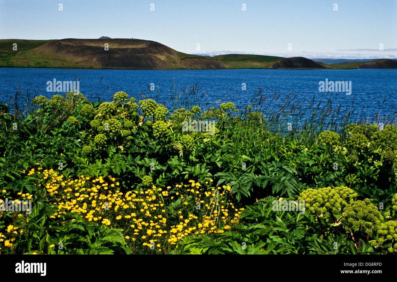 Summer landscape of a lake and volcanic craters And wildflowers in ...