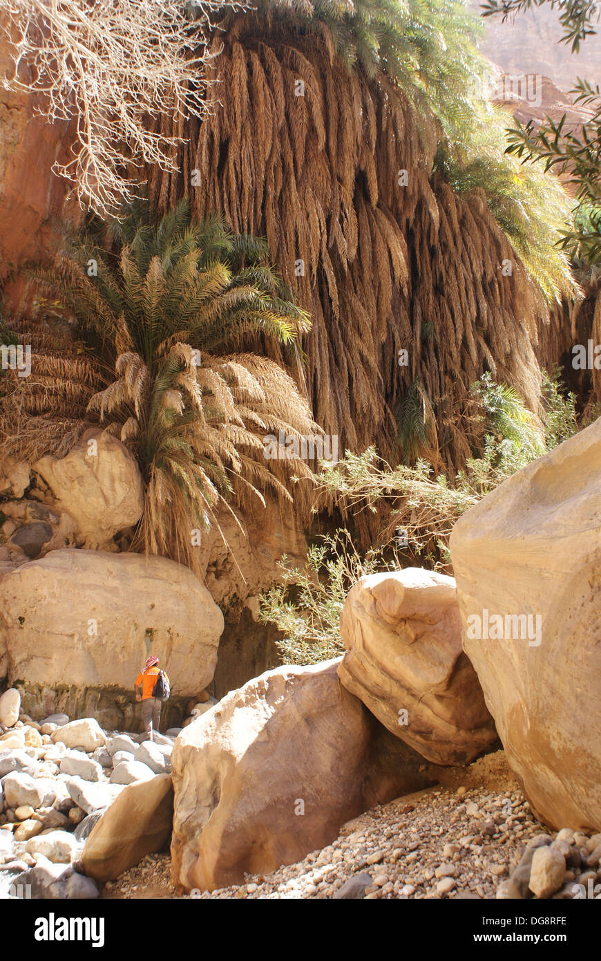 Palm trees in Wadi Ghweyr in the Dana Biosphere Reserve, Jordan Stock ...