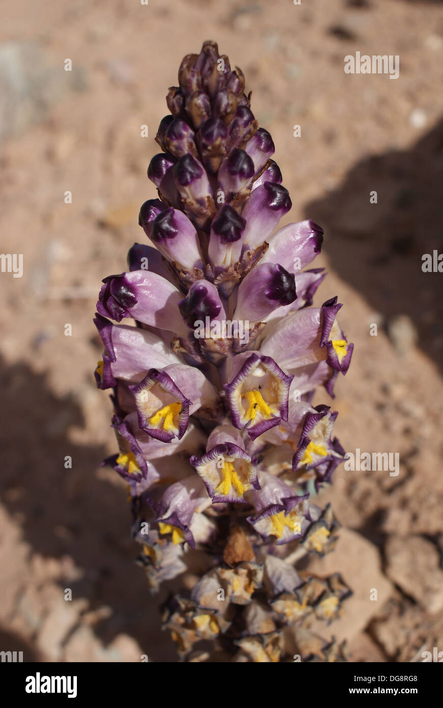 Desert hyacinth in the Dana Biosphere Reserve, Jordan Stock Photo - Alamy