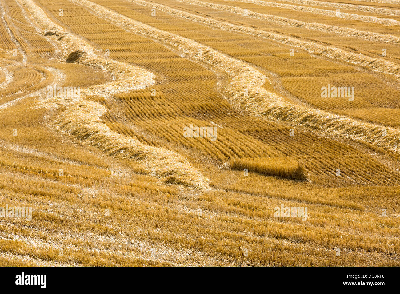 Wheat stubble in a field on Yorkshire's East Coast, UK Stock Photo - Alamy