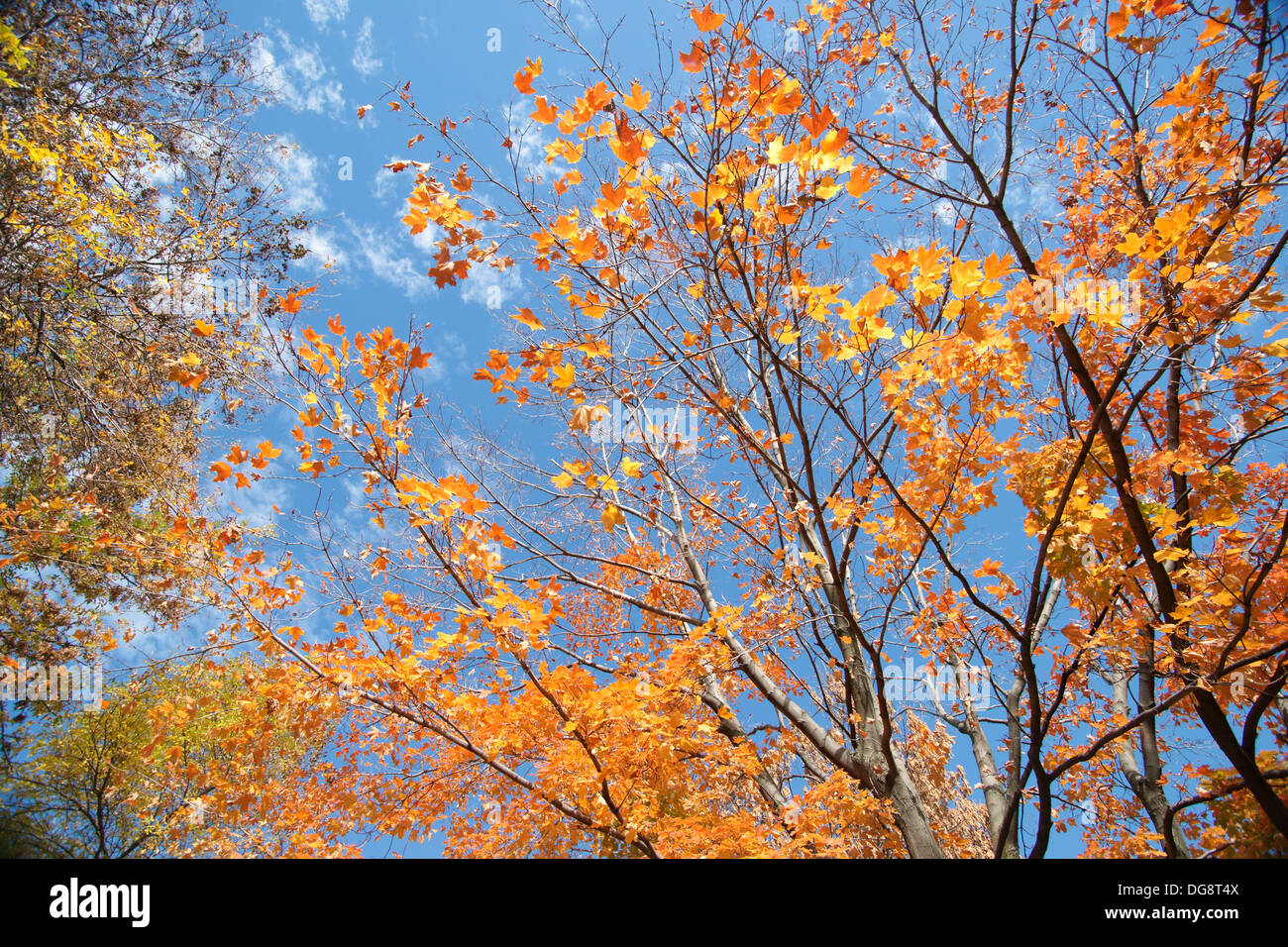 Tree with autumn leaves Stock Photo - Alamy