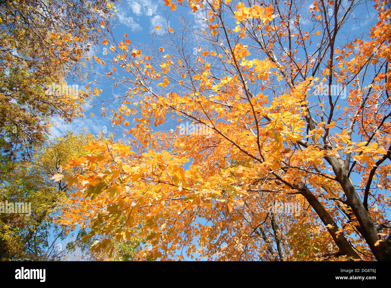 Tree with autumn leaves Stock Photo - Alamy